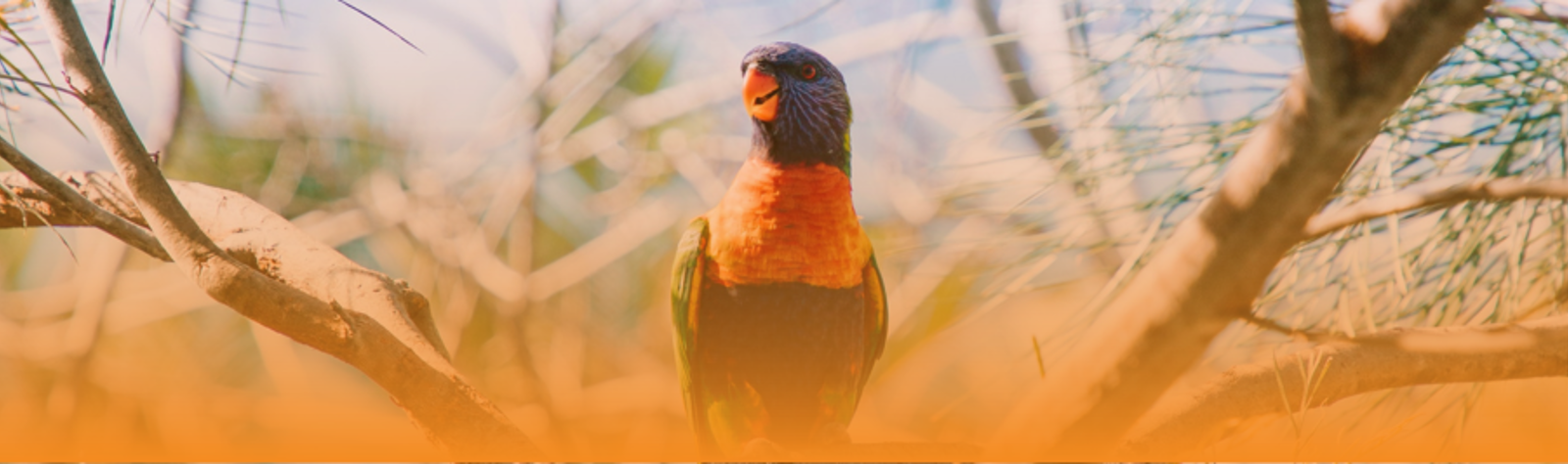 Hearing hunt - tune into nature | Activities | Village of Learning ...